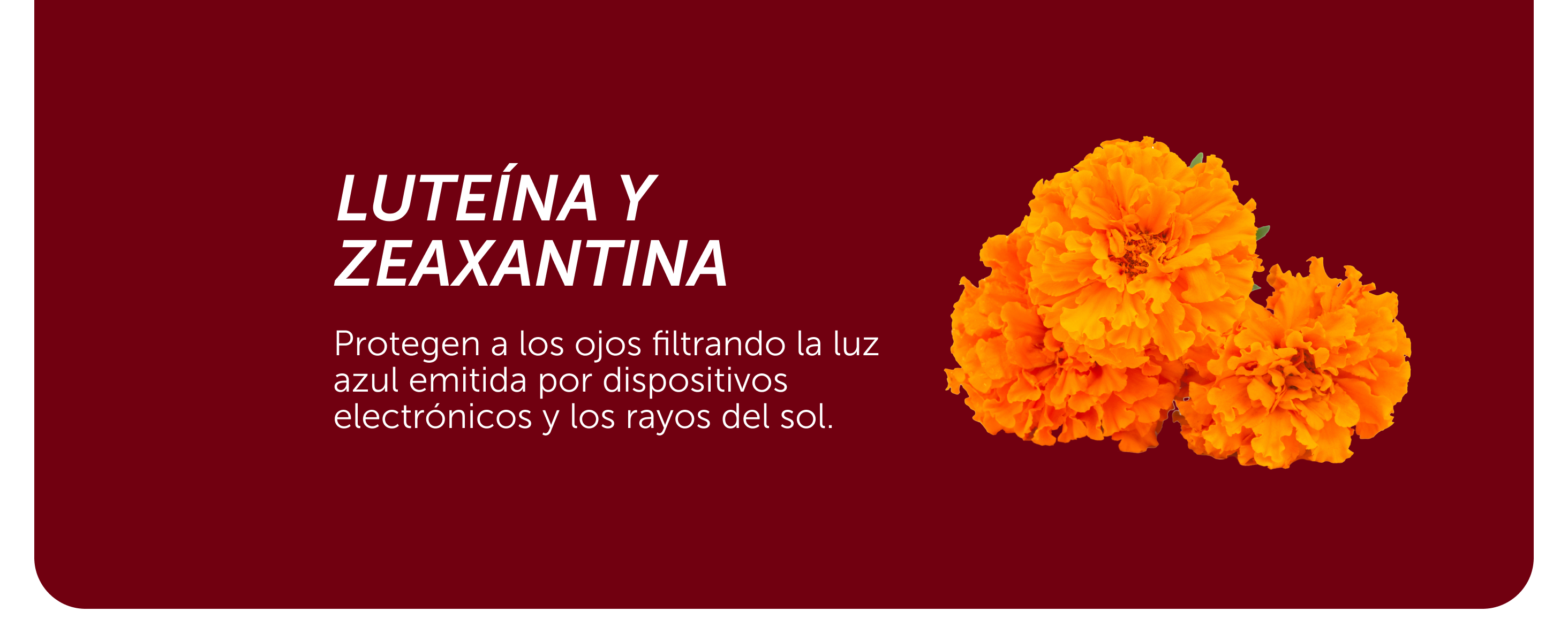 Evervital® Redntense 90 Cápsulas – Bomuca